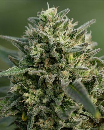 Girl Scout Cookies Seeds - Robust Genetics | Grower's Choice