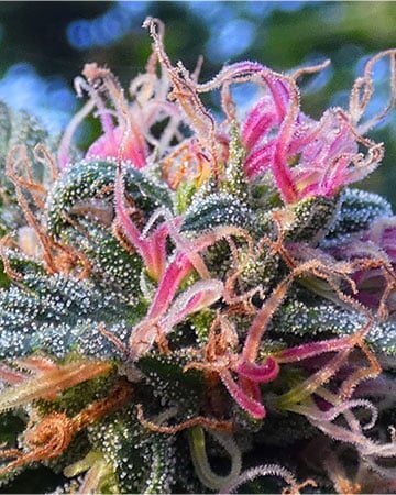 Panama Red Seeds - Pure Sativa Genetics | Grower's Choice