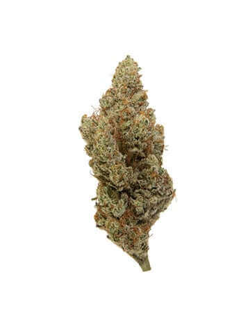 Strawberry Lemonade Seeds - 65 Days Flowering | Grower's Choice