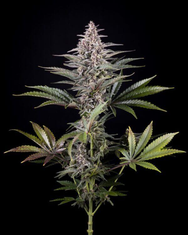 Premium Pink Gelato Seeds for Sale - Grow Yours Today!