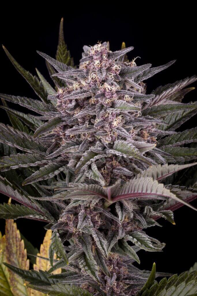 Premium Pink Gelato Seeds for Sale - Grow Yours Today!