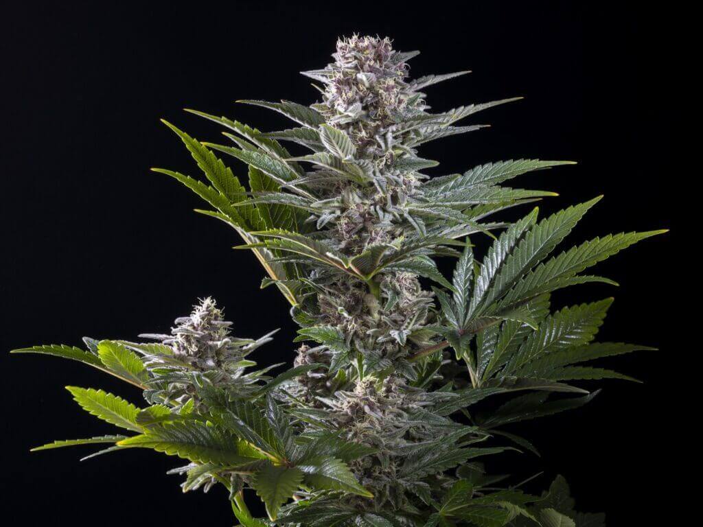 Premium Pink Gelato Seeds for Sale - Grow Yours Today!