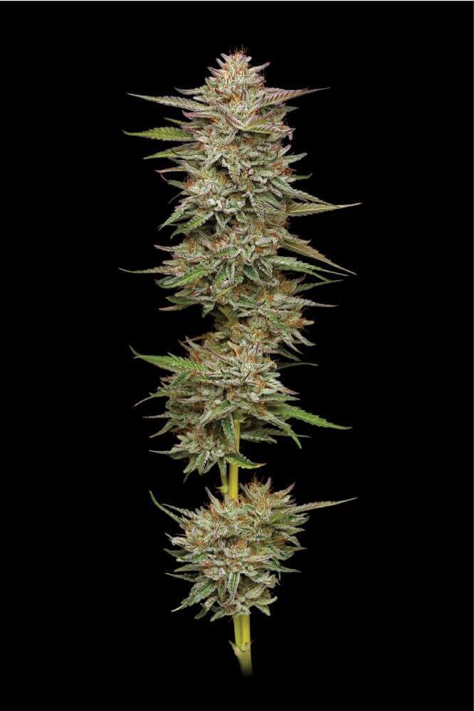 Banana OG Seeds - Trinidad Clone 2010 | Humboldt Seed Co
