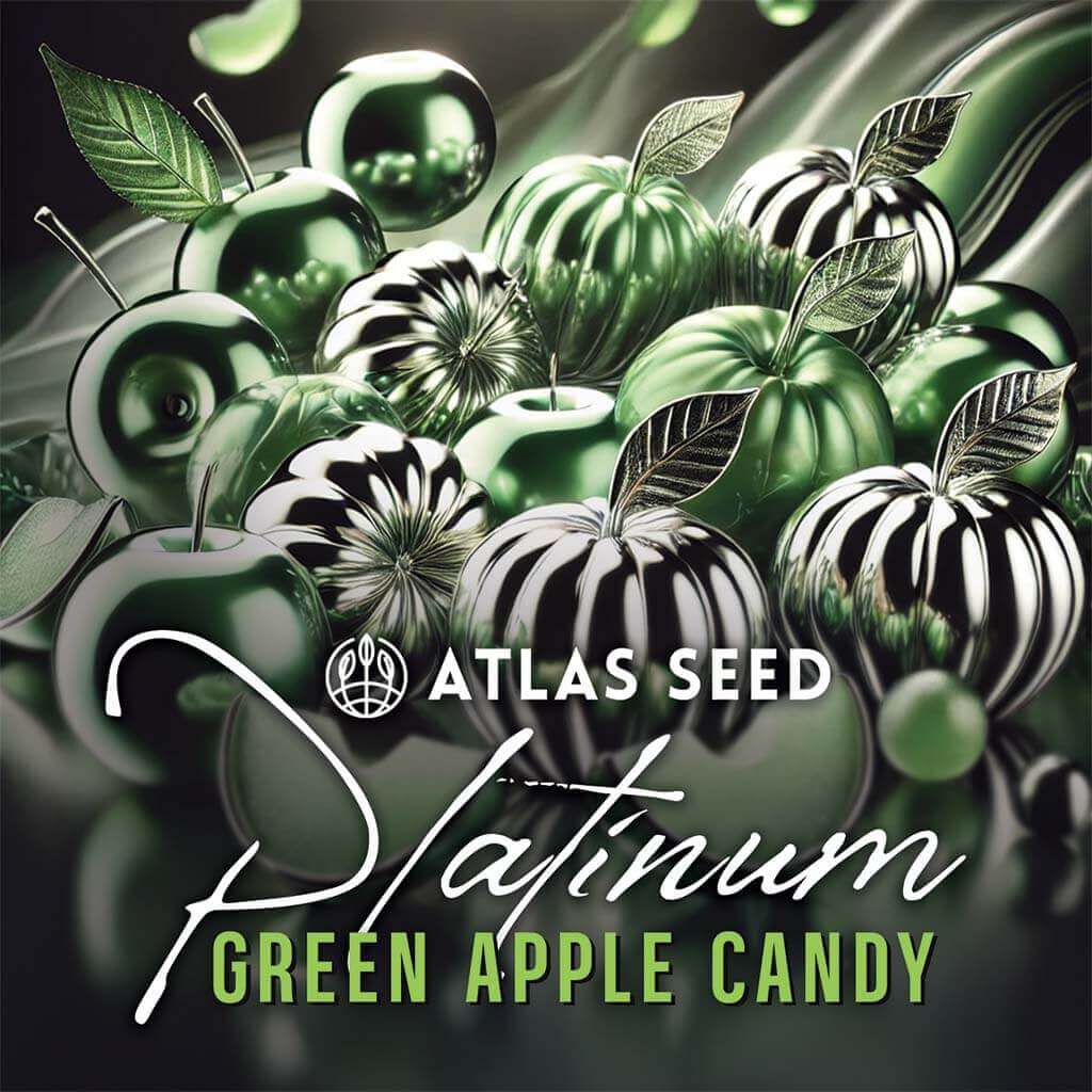 Platinum Green Apple Candy Seeds - Seeds & Clones