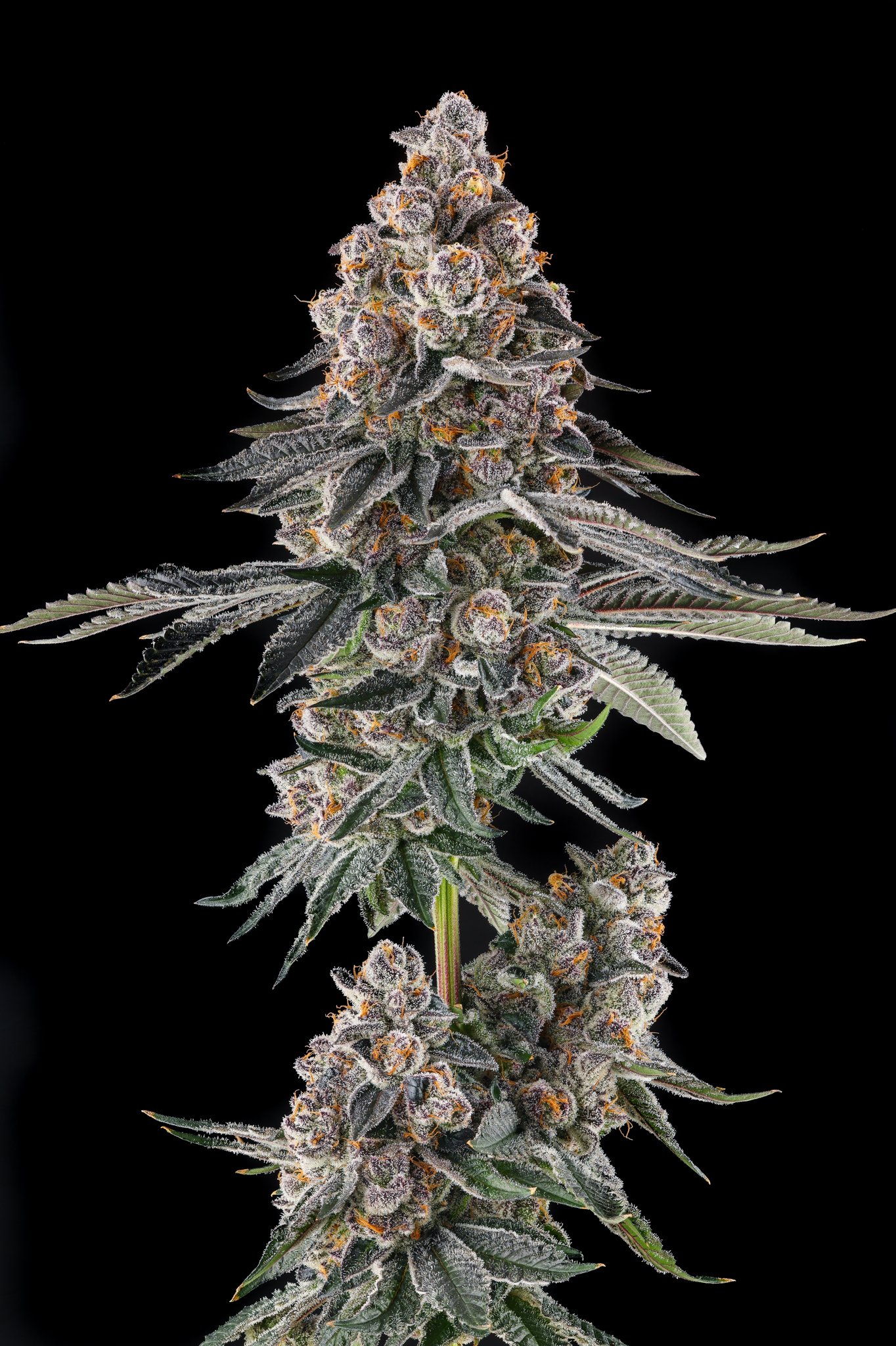 Mailbox Money - Seeds & Clones