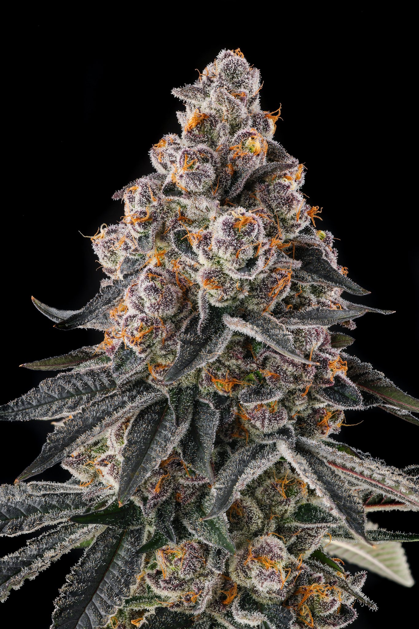 Mailbox Money - Seeds & Clones