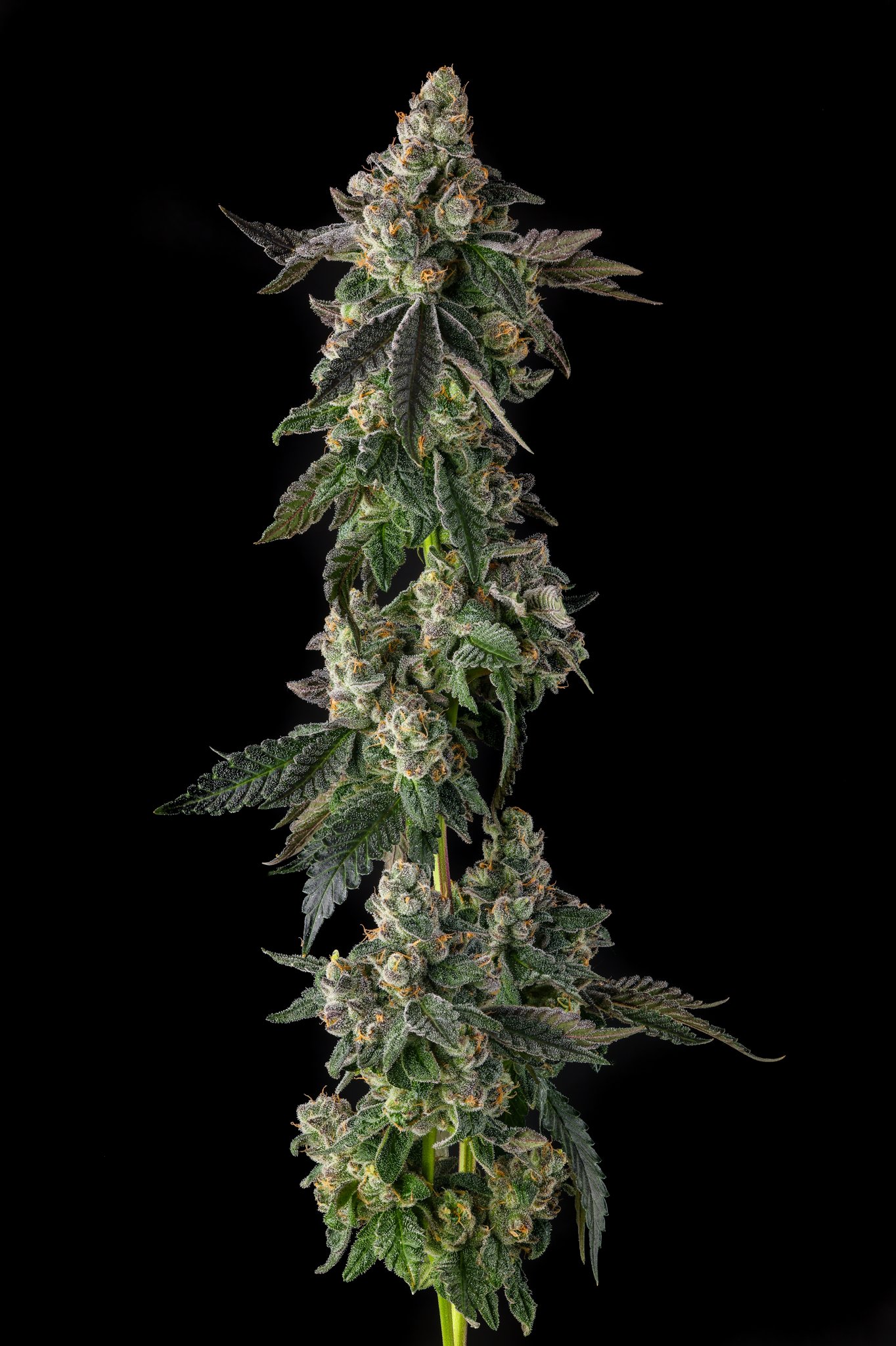 Wokstar - Seeds & Clones