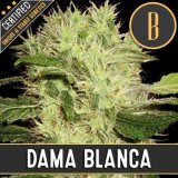 Blimburn Seeds Seeds In Stock - Shipped | Seeds & Clones