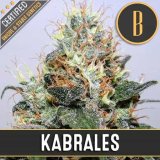 Blimburn Seeds Seeds In Stock - Shipped | Seeds & Clones