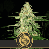 Blimburn Seeds Seeds In Stock - Shipped | Seeds & Clones