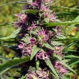 Grower's Choice Seeds Seeds - Shipped | Seeds & Clones