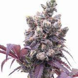 Grower's Choice Seeds Seeds - Shipped | Seeds & Clones