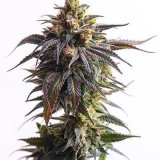 Grower's Choice Seeds Seeds - Shipped | Seeds & Clones