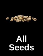 Blimburn Seeds Seeds In Stock - Shipped | Seeds & Clones