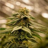Grower's Choice Seeds Seeds - Shipped | Seeds & Clones