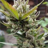 Grower's Choice Seeds Seeds - Shipped | Seeds & Clones